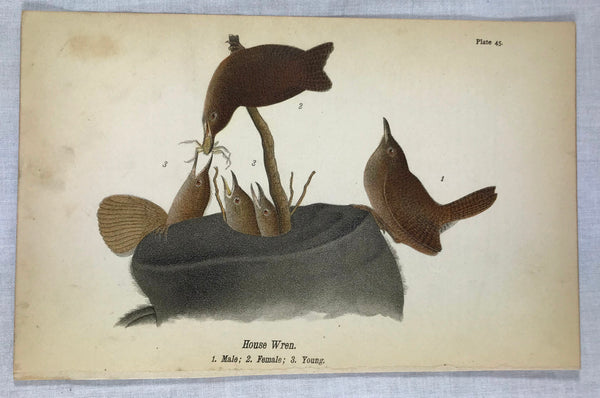 img1531_grande.jpg?v=1674600132